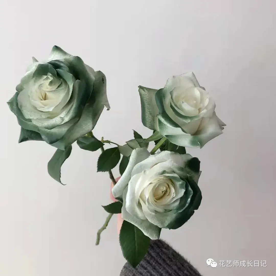100朵玫瑰vol.53 | 苏格兰绿玫瑰，魔幻浪漫又清凉！ - 知乎