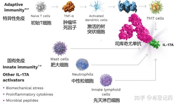 如何记住所有FDA批准生物药？| 白介素-17A(IL-17A)拮抗剂 | 可善挺®司库奇尤单抗 | 治疗银屑病、 强直性脊柱炎等 - 知乎