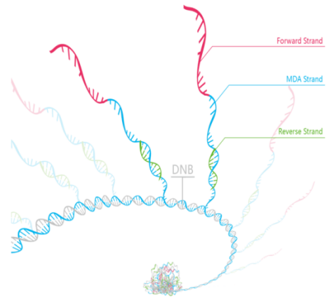 #微观探索人体奥秘#028 高通量测序技术-MGI测序 - 知乎