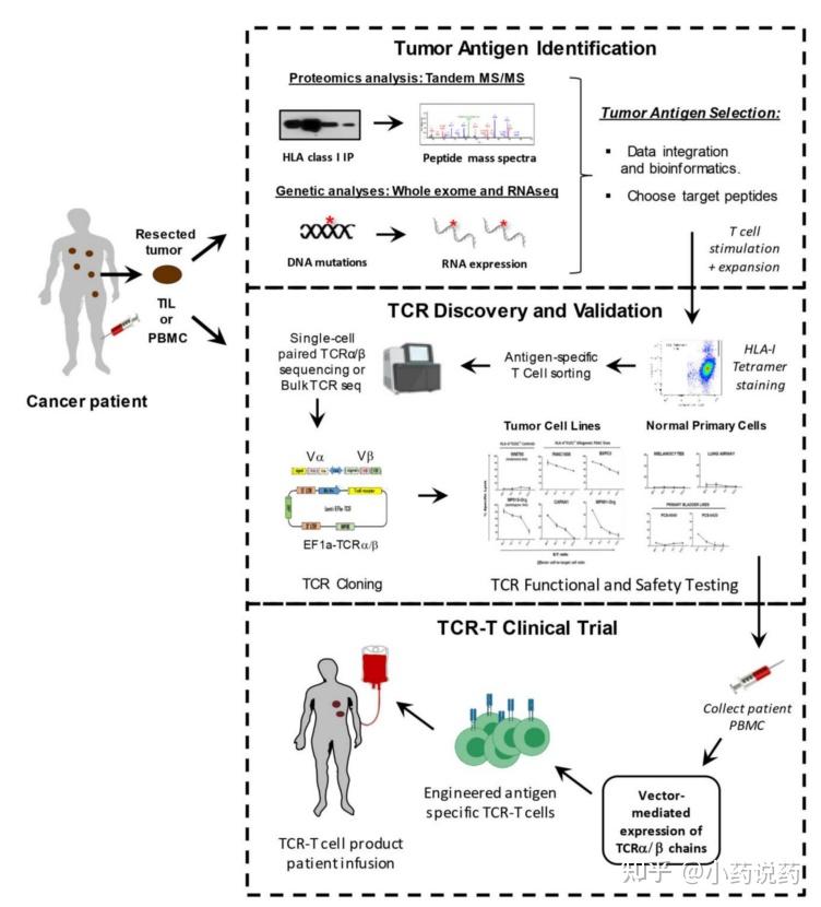 带你全面了解TCR-T细胞治疗 - 知乎