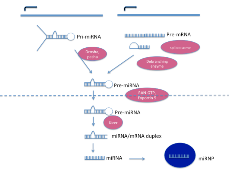 关于miRNA的那些概念 - 知乎