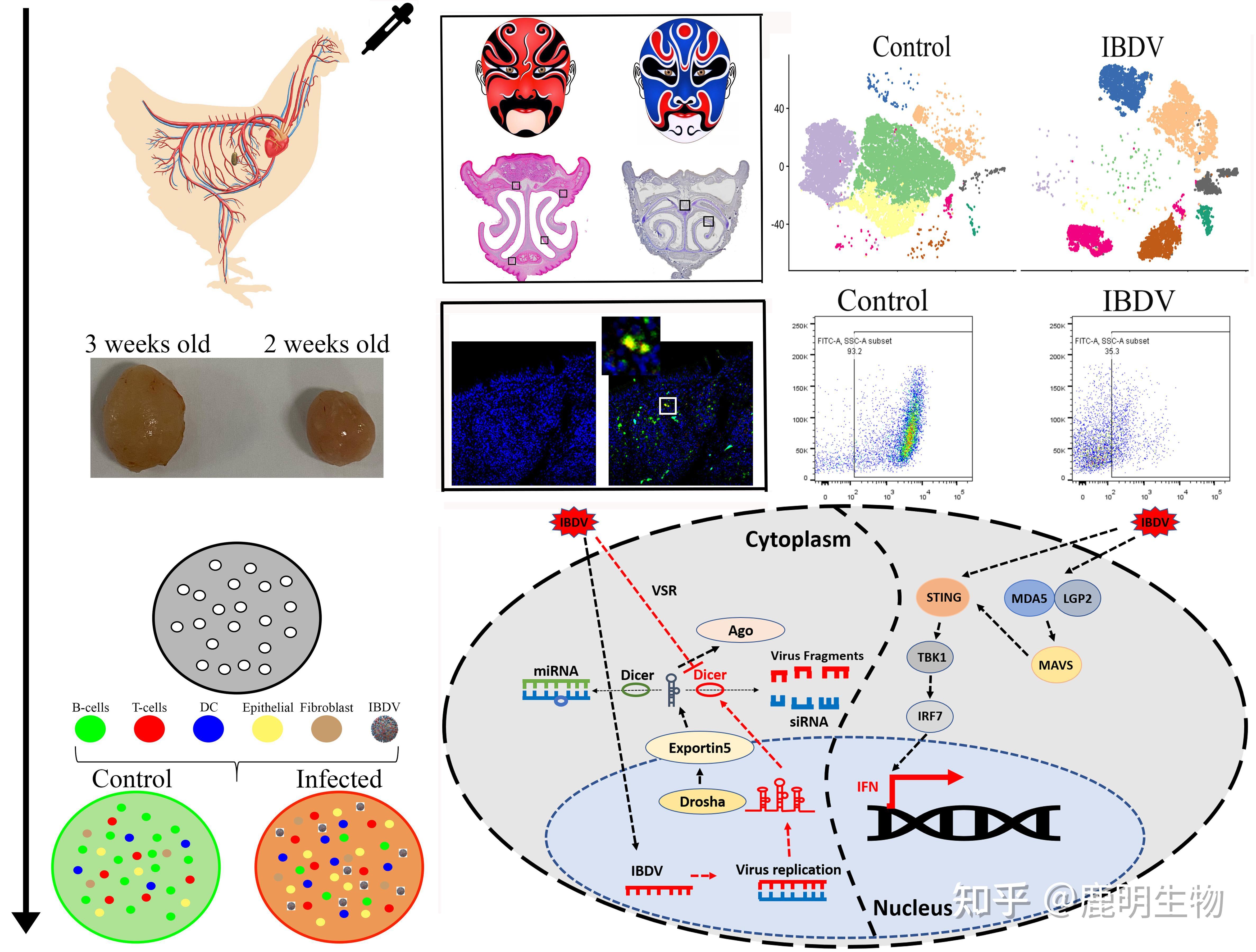 从鼻腔到法氏囊，IBDV 感染鸡法氏囊的单细胞测序机制研究 - 知乎