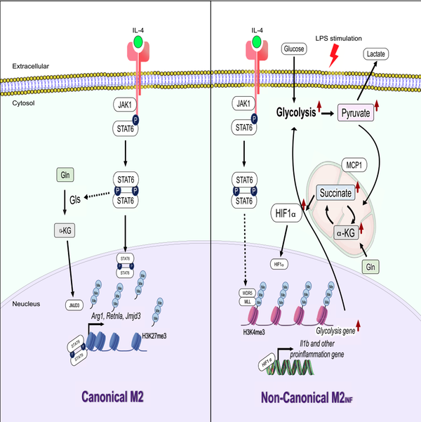 Cell Reports丨糖酵解/HIF-1α 轴定义了 IL-4 训练的巨噬细胞的炎症反应 - 知乎