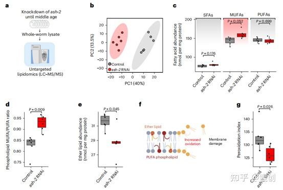 Nature及子刊：单不饱和脂肪酸（MUFAs）（油酸、棕榈油酸）延长寿命及机制研究 - 知乎