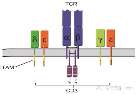 CD3单克隆抗体（OKT3）相关研究 - 知乎