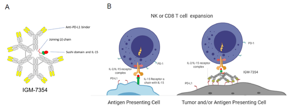 驾驭抗体的Avidity - 知乎