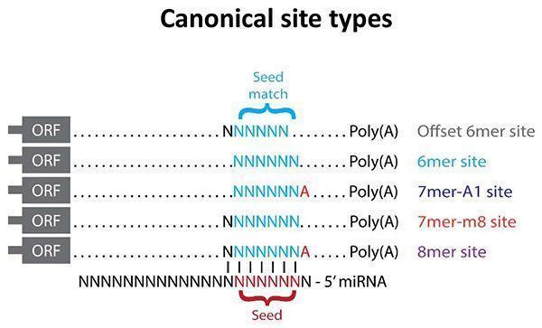 TargetScan：miRNA靶基因数据库 - 知乎