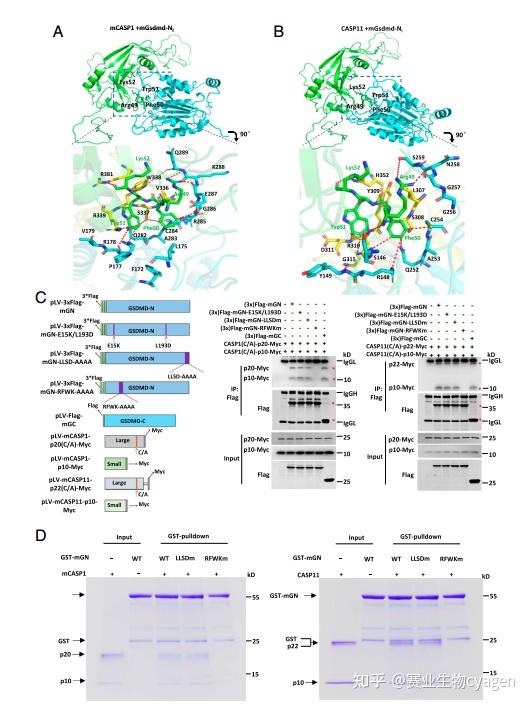 焦亡效应分子GSDMD负反馈调控炎症小体激活新机制 - 知乎
