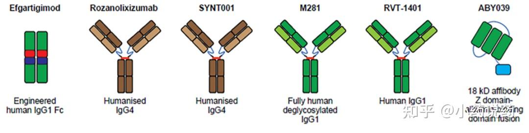 带你了解新生儿Fc受体（FcRn） - 知乎