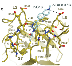 从KRAS到P53，Kevan Shokat教授的两场学术战役 - 知乎