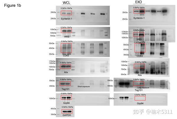 Western blot，真的要求整膜带marker吗？ - 知乎