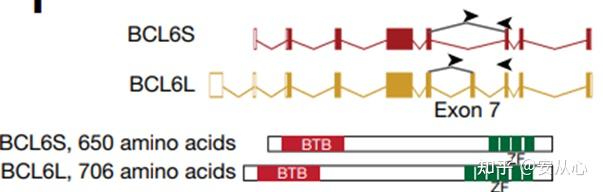 重置肿瘤细胞驱动以激活细胞凋亡 - 知乎