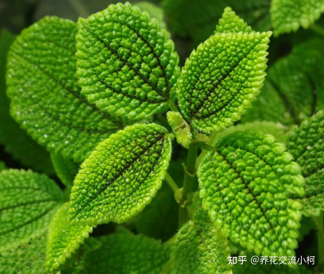 8大耐阴的冷水花品种，第1种就是特别常见的室内观叶植物 - 知乎