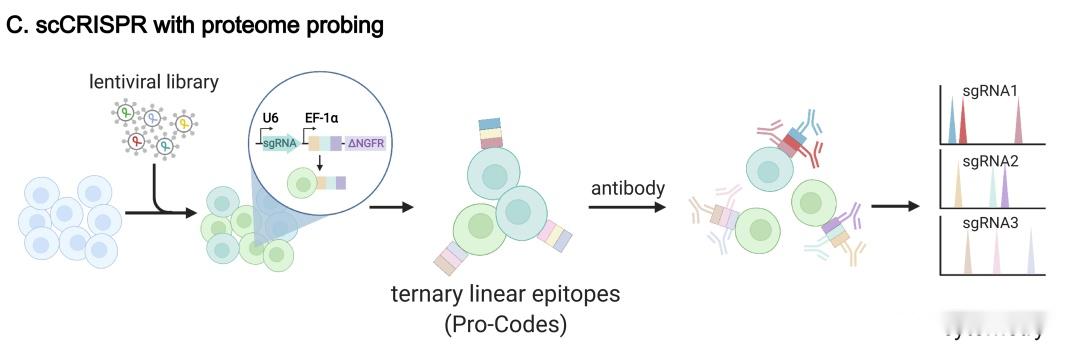 Adv Sci 综述｜范骁辉/王毅团队评述基于CRISPR和单细胞组学的大规模基因筛选技术及其应用 - 知乎