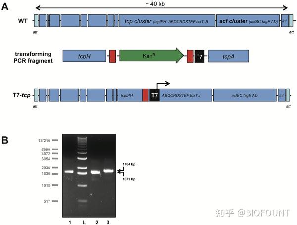 T7 DNA聚合酶测序技术 - 知乎