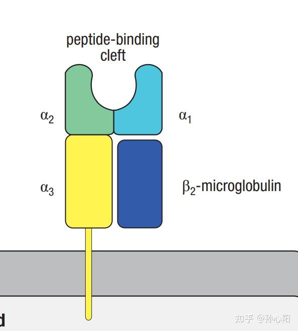 Chapt4: B细胞和T细胞的抗原识别 - 知乎