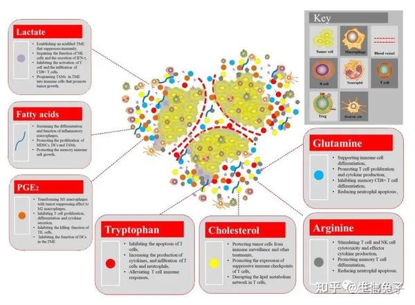 Mol Cancer | 15+综述肿瘤代谢重编程与免疫应答 - 知乎