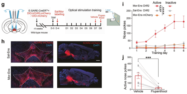 小布实用Tips ｜ 神经元活动依赖工具系列之一：TRAP2 - 知乎
