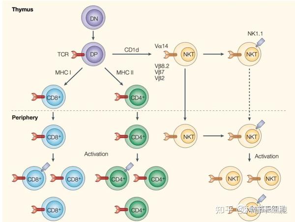 关于NKT细胞，你想知道的在这里 - 知乎