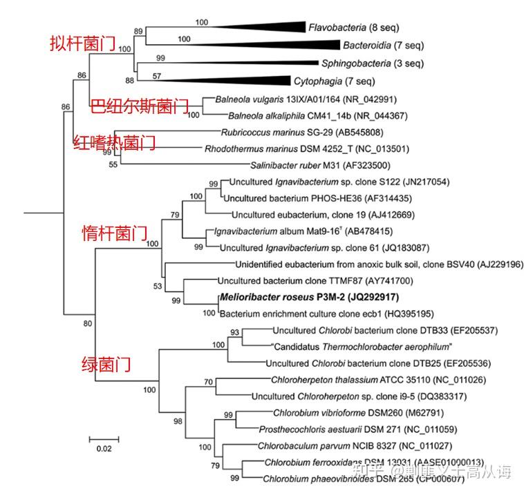 细菌的分类——2021年ICSP认定的原核生物的42个门 - 知乎