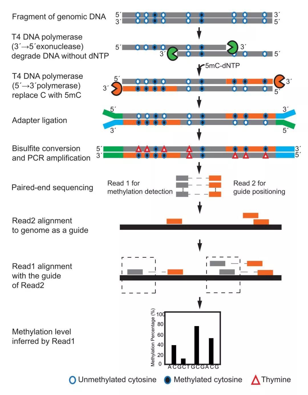 深读 | 给 DNA 甲基化检测装上 GPS，看肿瘤细胞如何变花样 - 知乎