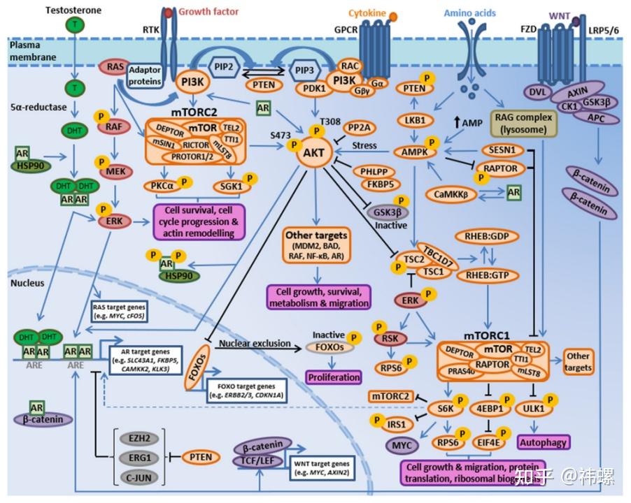 PI3K/Akt/mTOR通路：细胞生长与代谢调控中心 - 知乎