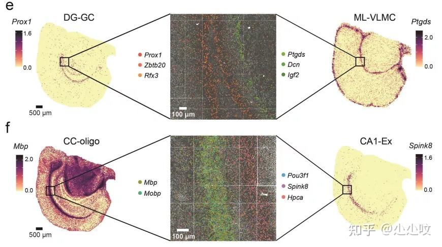 新组学技术 | Stereo-seq：大视场纳米级分辨率时空组学技术 - 知乎