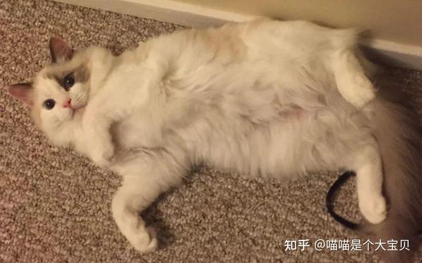 猫咪对你 翻肚皮”,含义很多,不止是撒娇 知乎