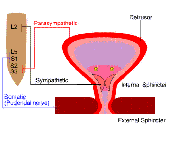 不能同时便便和尿尿？你不是一个人！ | 睡前科学故事 - 知乎