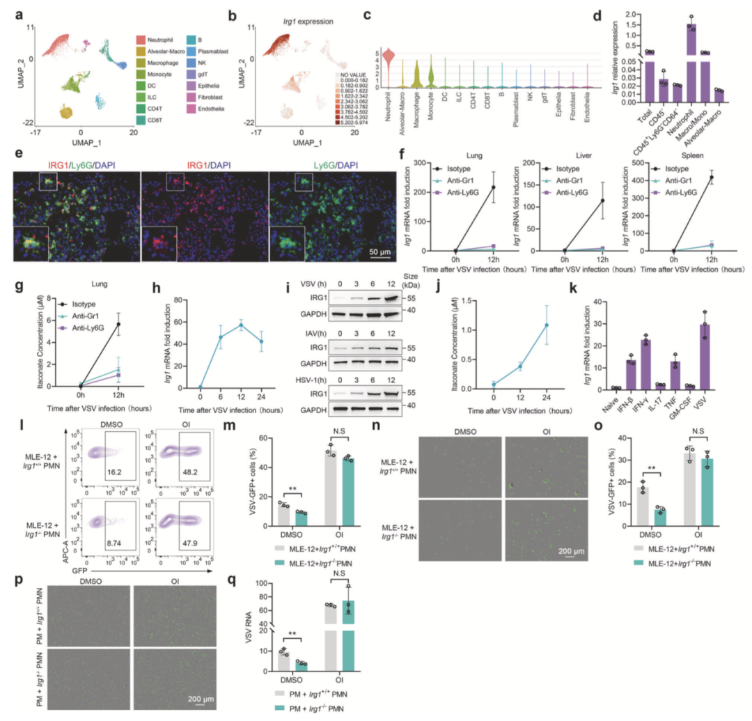 STTT丨衣康酸通过烷基化GDI2和将Rab GTPase保留在膜上，从而促进病毒感染。 - 知乎
