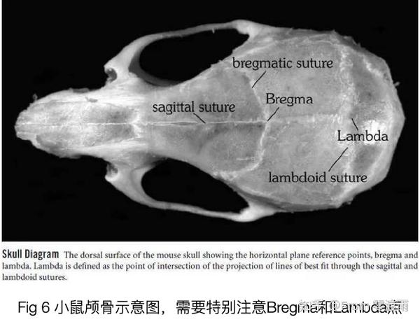 病毒示踪技术的实验原理和实验操作 - 知乎