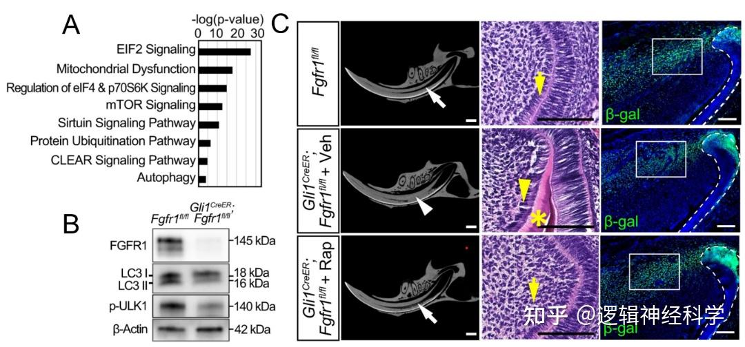 Nat Commun︱南加州大学柴洋课题组揭示感受神经通过FGF/mTOR/autophagy信号轴调控间充质干细胞稳态 - 知乎