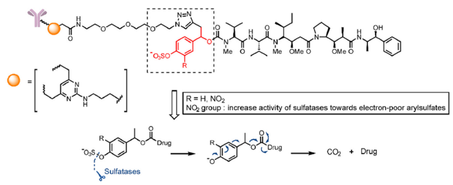 13-曜享干货 | 连接子（Linker）——mAb到ADC之路的关键 - 知乎