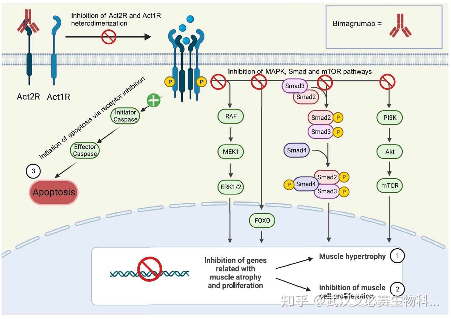 新型双靶点bimagrumab联合Semaglutide实现减脂不减肌 - 知乎