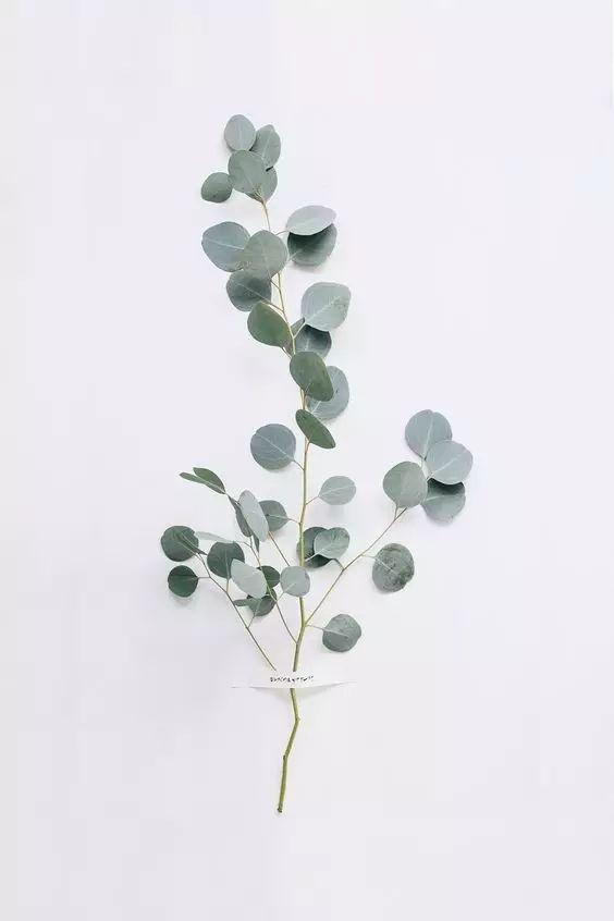 这世间最治愈的植物——尤加利 - 知乎