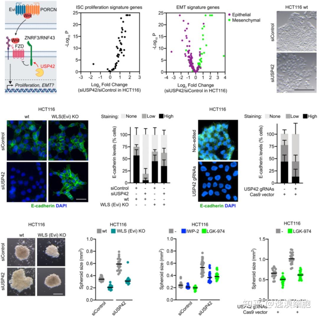 USP42保护ZNRF3/RNF43免受R-spondin依赖性清除并抑制Wnt信号 - 知乎