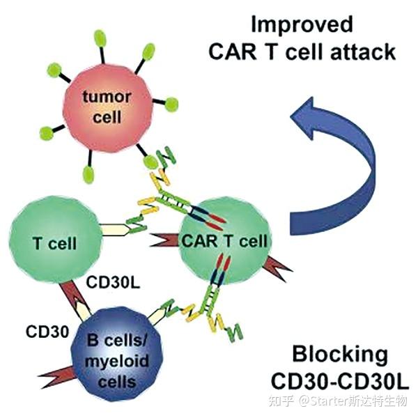 CD30 靶点：肿瘤治疗领域的新兴希望 - 知乎