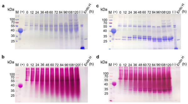 Commun Biol︱马立新/翟超团队揭示通过毕赤酵母糖基化修饰可应用于大规模制备高活性、高热稳定性塑料降解酶 - 知乎