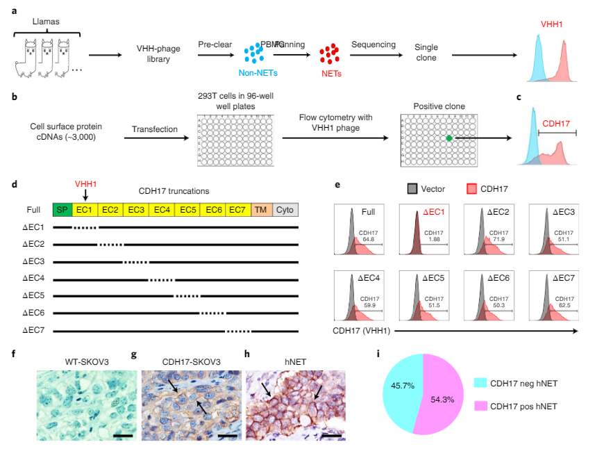 Nature Cancer | CDH17-CAR T细胞特异抑制神经内分泌肿瘤和胃肠道癌症 - 知乎