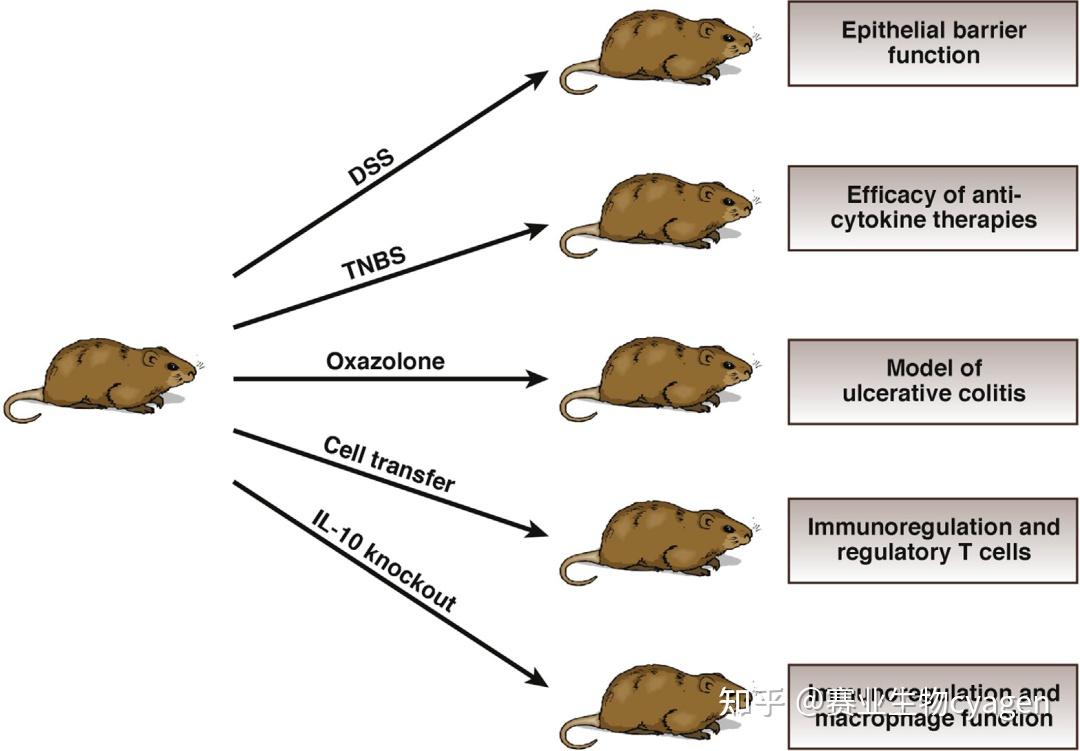 炎症性肠病（IBD）研究模型—BALB/c-Il10 KO小鼠 - 知乎