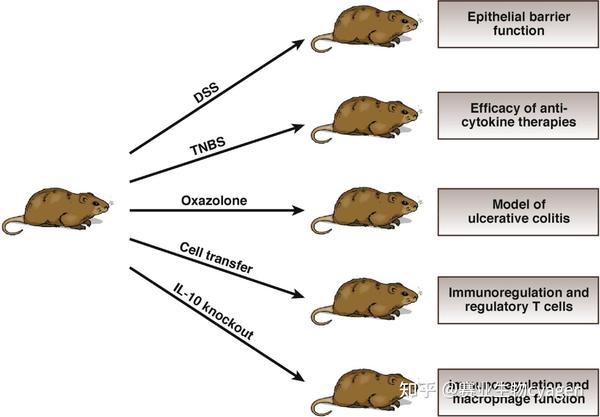 炎症性肠病（IBD）研究模型—BALB/c-Il10 KO小鼠 - 知乎