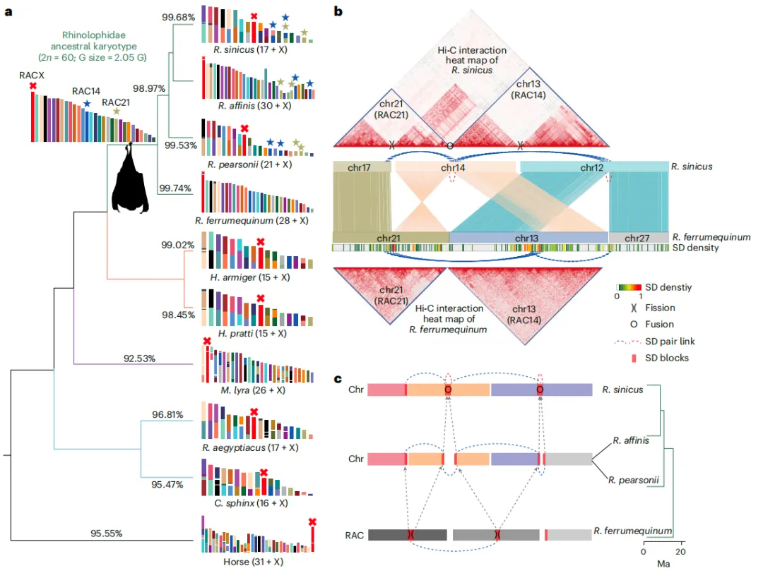 合作文章Nat Ecol Evol（IF：13.9） | 比较基因组学揭示了菊头蝠科蝙蝠的染色体演化及其免疫适应机制 - 知乎