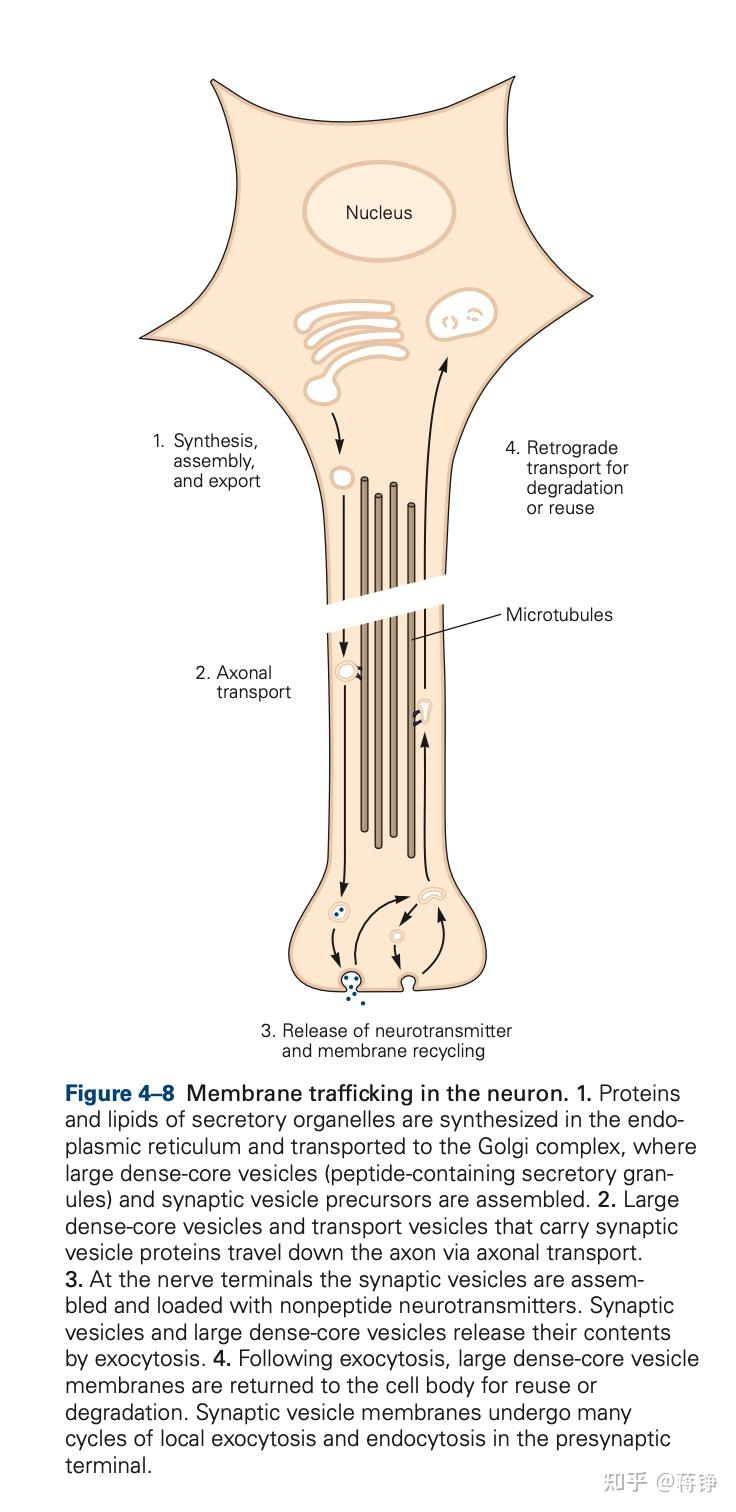 【笔记】神经科学（3）轴突运输 - 知乎