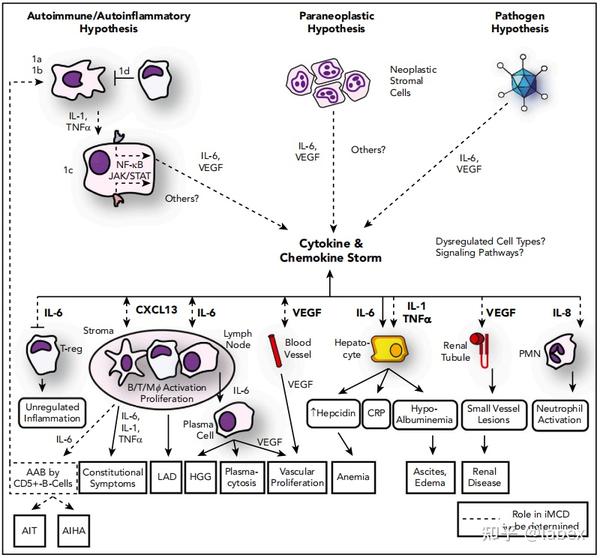 炎性多因子检测之白介素细胞6(IL-6) - 知乎
