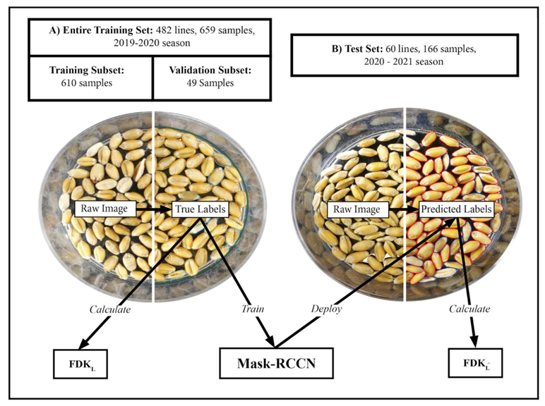 小麦赤霉病损伤籽粒(FDKs)表型的神经网络及其对基因组选择准确性的影响 - 知乎