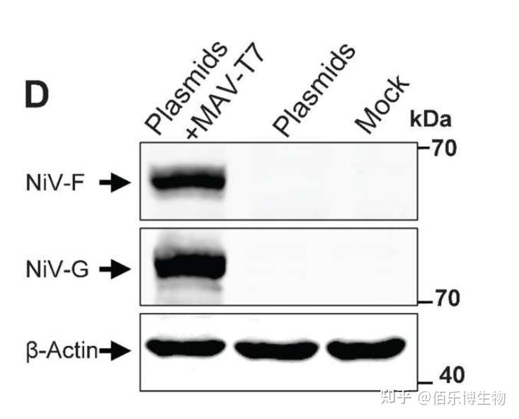 权威验证！AntibodySystem尼帕病毒（Nipah virus, NiV）相关产品被全球顶尖科研机构广泛引用 - 知乎