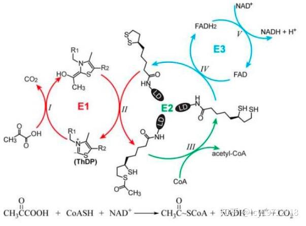 丙酮酸脱氢酶的结构、功能与相关疾病 - 知乎