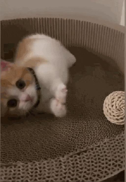 这只坐拥6万名粉丝的猫咪 居然是靠睡觉火的？！ 知乎