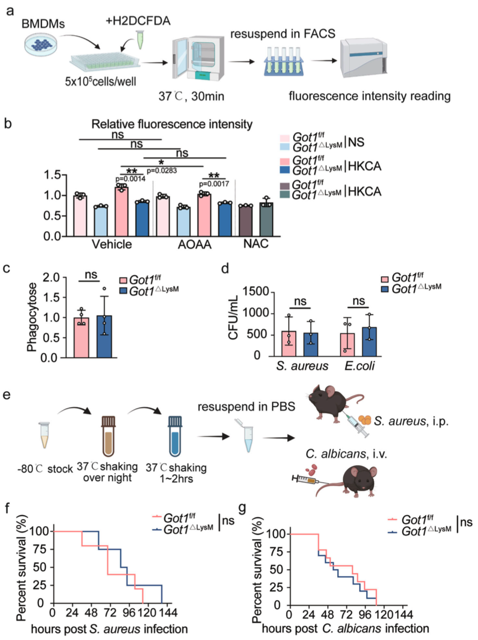 Communications Biology丨Got1在巨噬细胞分化和抗病原体反应中是独立的 - 知乎