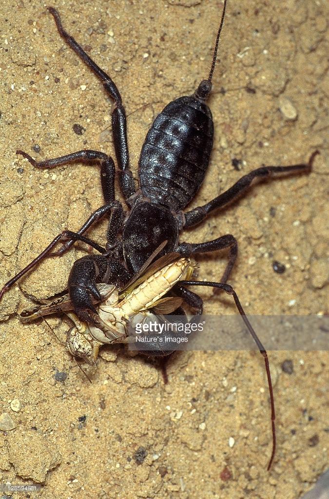 【地球演义】铁虿狰狞10：收割者 - 知乎